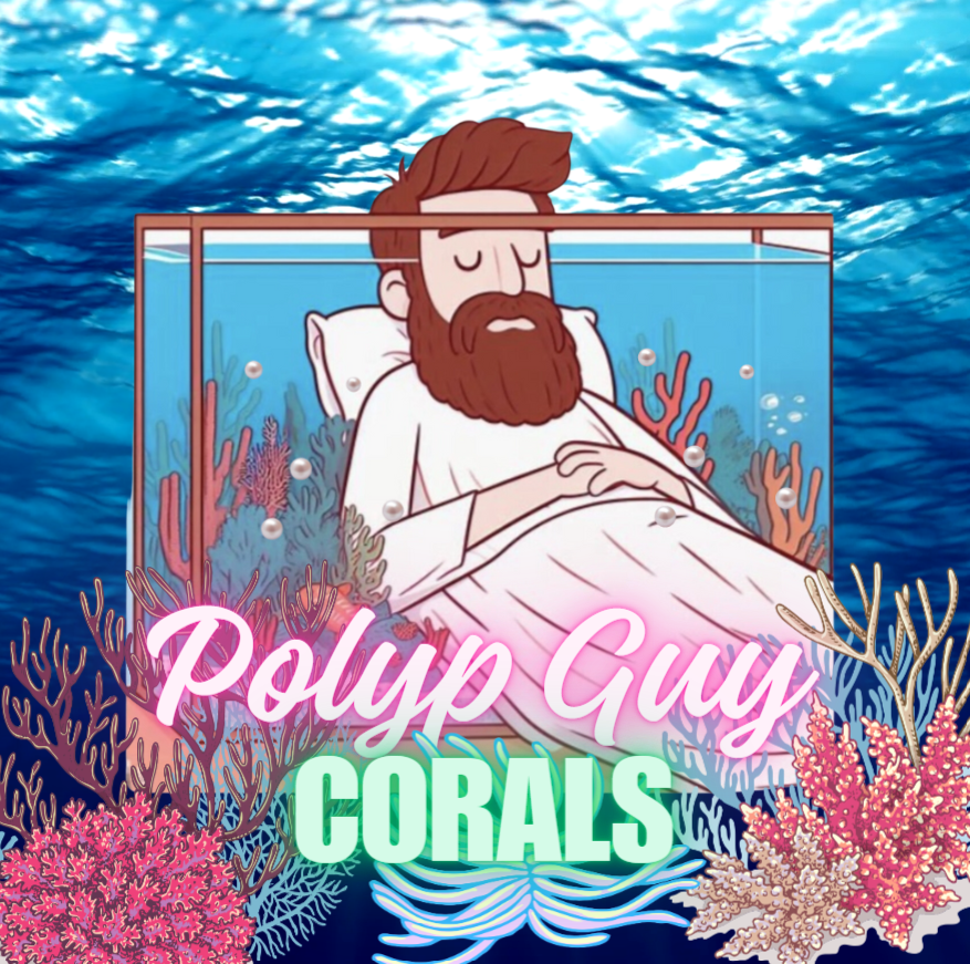 Polyp Guy Corals – Colored up corals, variety of sizes, at great prices.